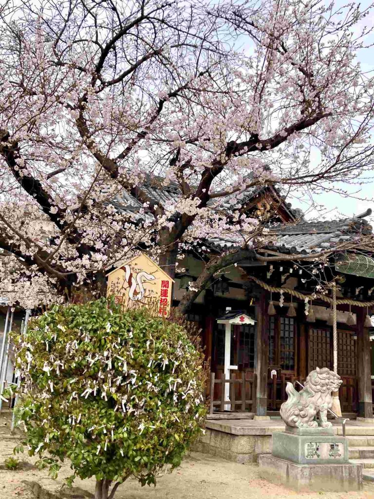 東淀川区 柴島神社の桜 | かつだひでき